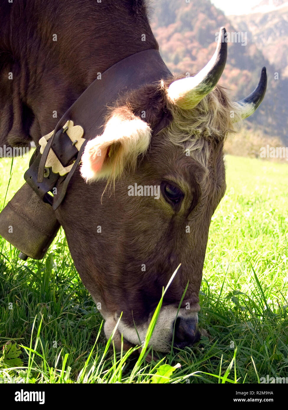 Cow mouth tongue hi-res stock photography and images - Alamy