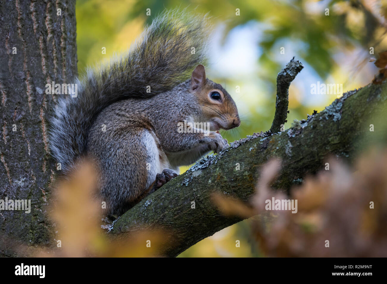 A Grey Squirrel is busy collecting and feeding on acorns in Barnett ...
