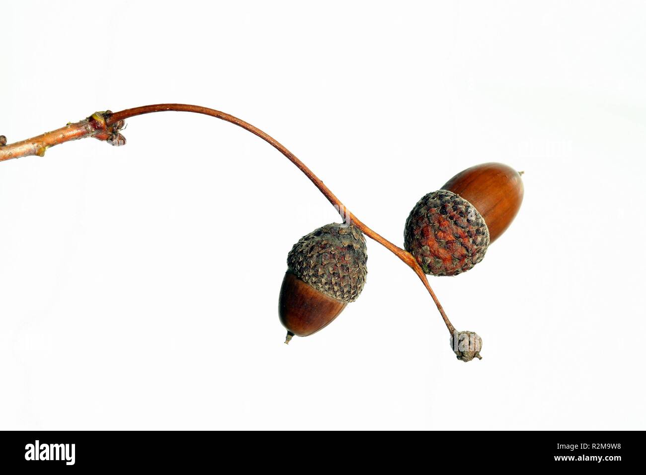two acorn tree fruit Stock Photo - Alamy