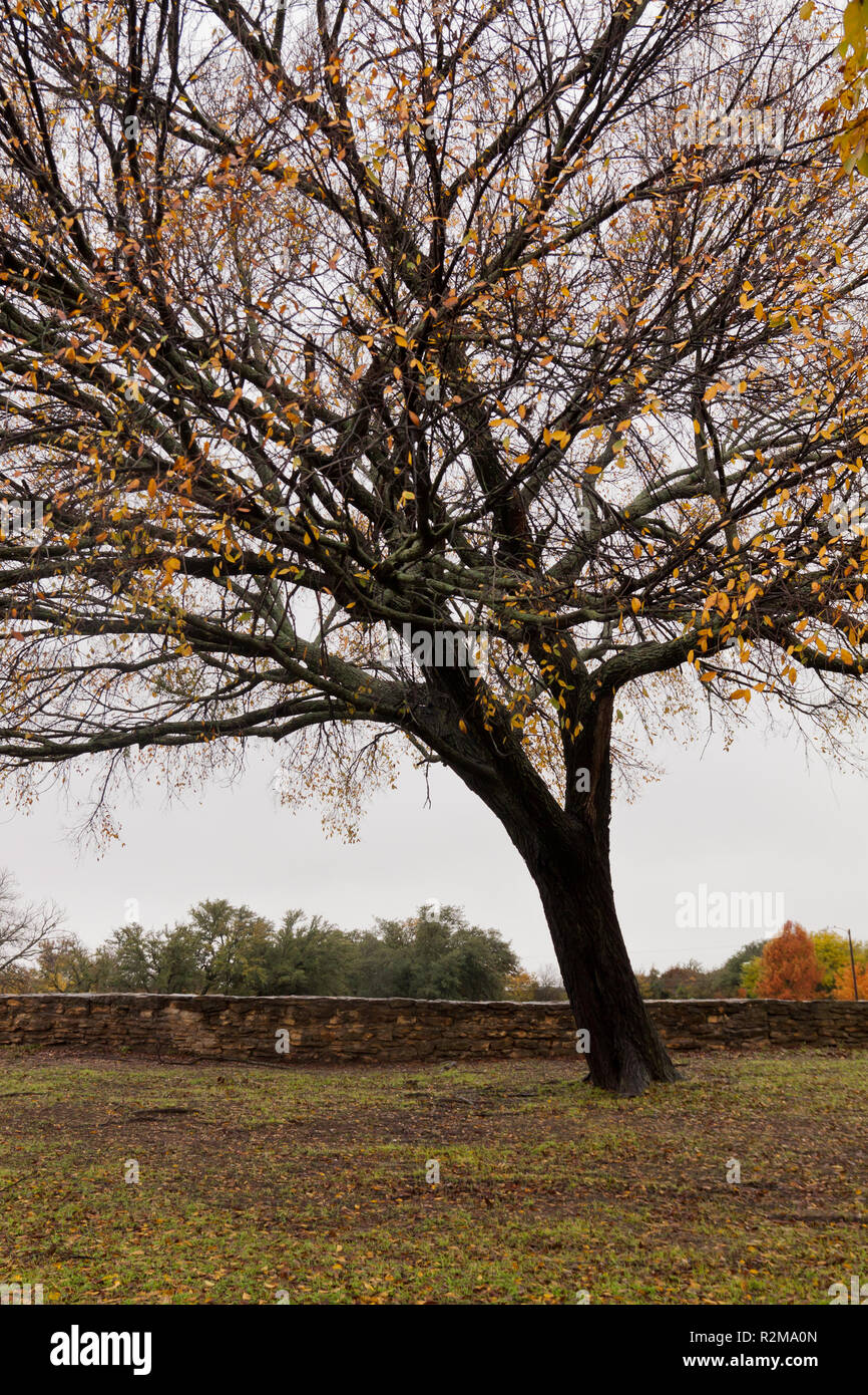 Fall Color Tree in Profile Stock Photo - Alamy