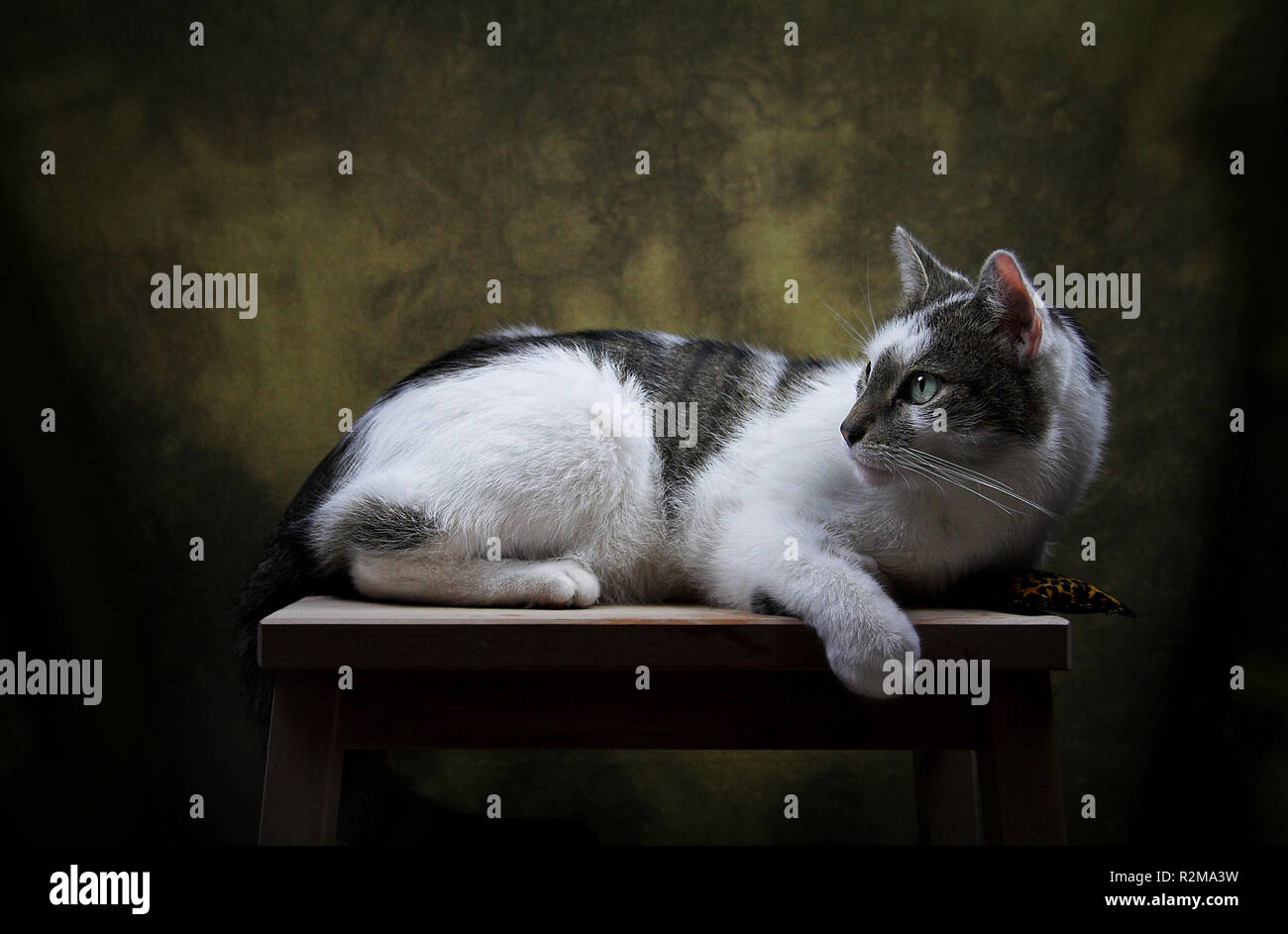 Hump of the cat hi-res stock photography and images - Alamy
