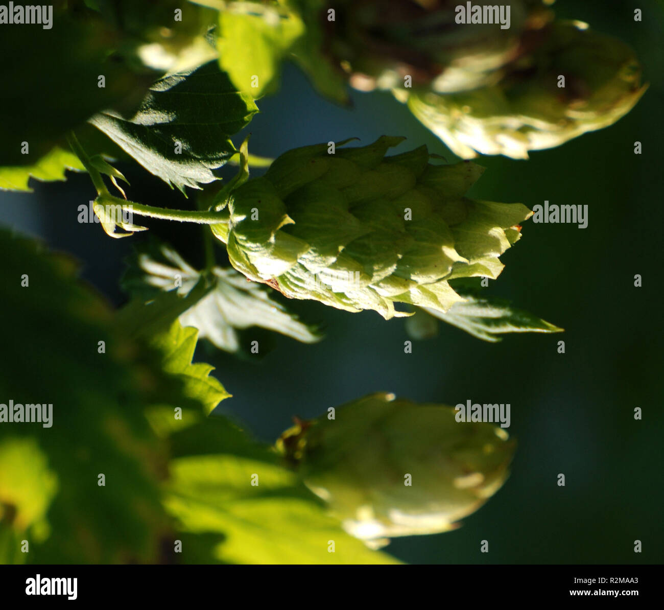 hops and malt Stock Photo - Alamy