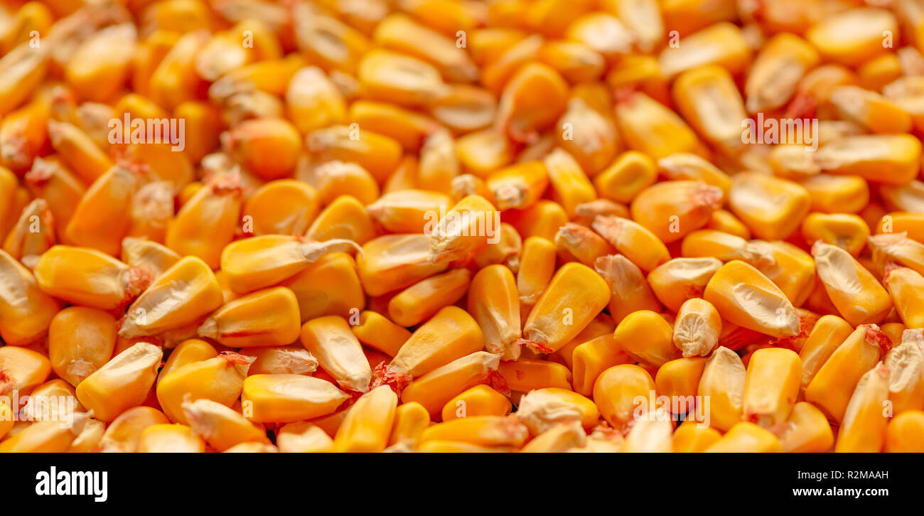 Seed for harvest hi-res stock photography and images - Alamy