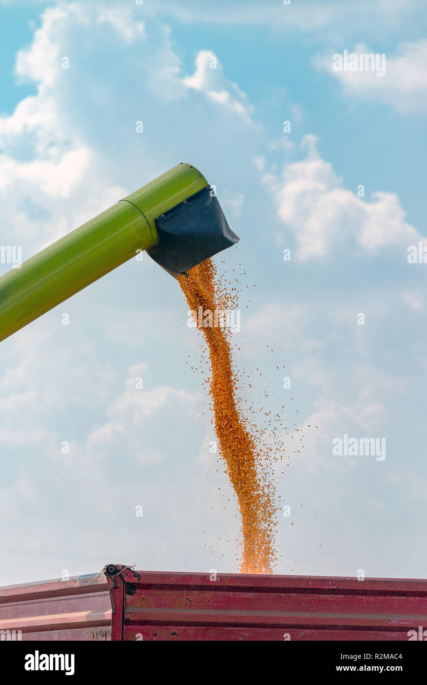 Combine harvester unloader pouring corn grains into tractor cargo cart ...