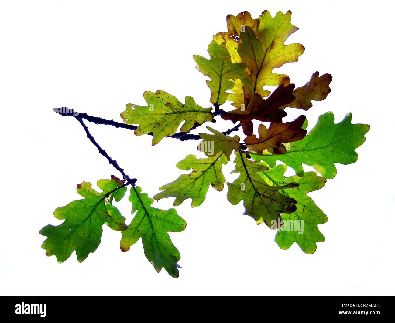 Autumn leaves foliage branches Cut Out Stock Images & Pictures - Alamy