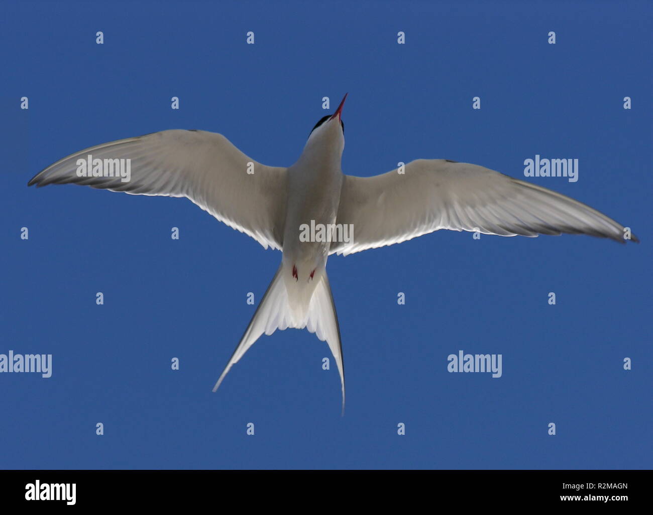 High Flyer High Resolution Stock Photography and Images - Alamy