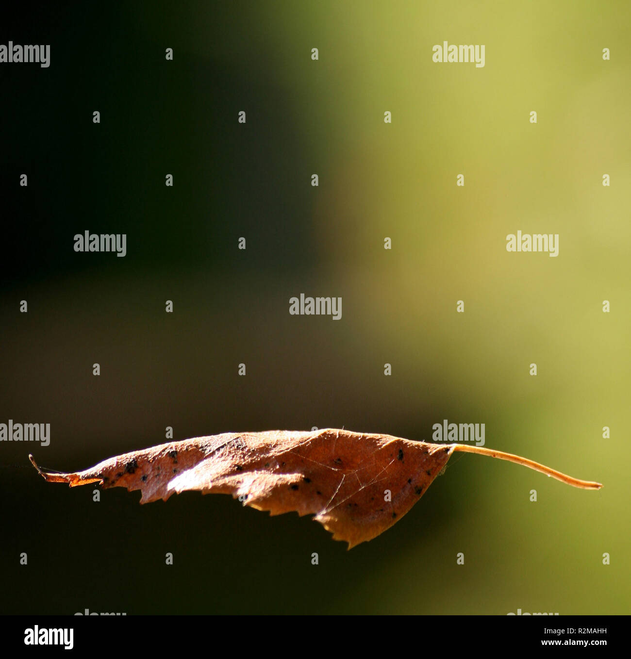 Falling leaf hi-res stock photography and images - Alamy