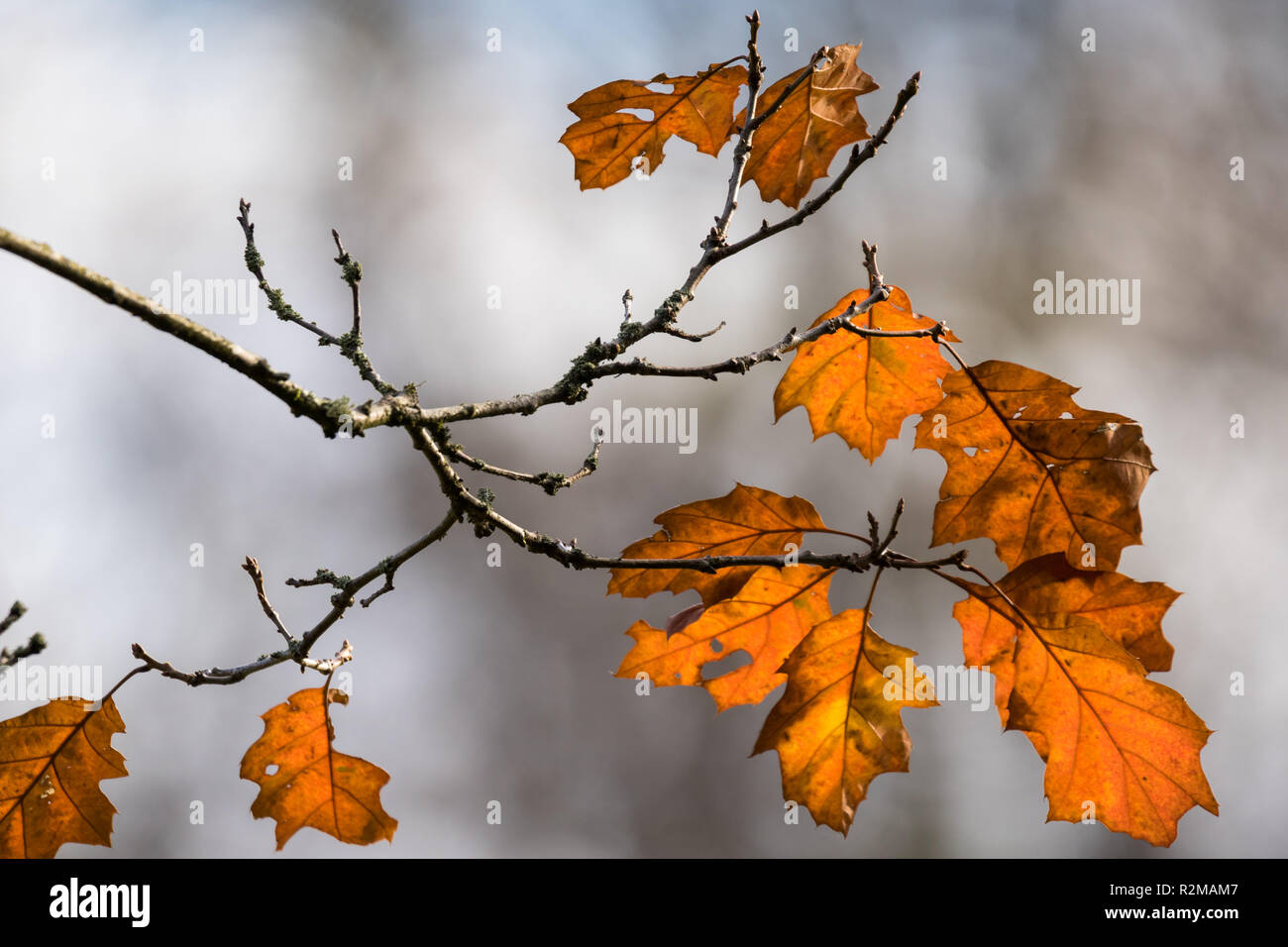 Red Sycamore leaves on a branch in late autumn against a grey diffuse ...