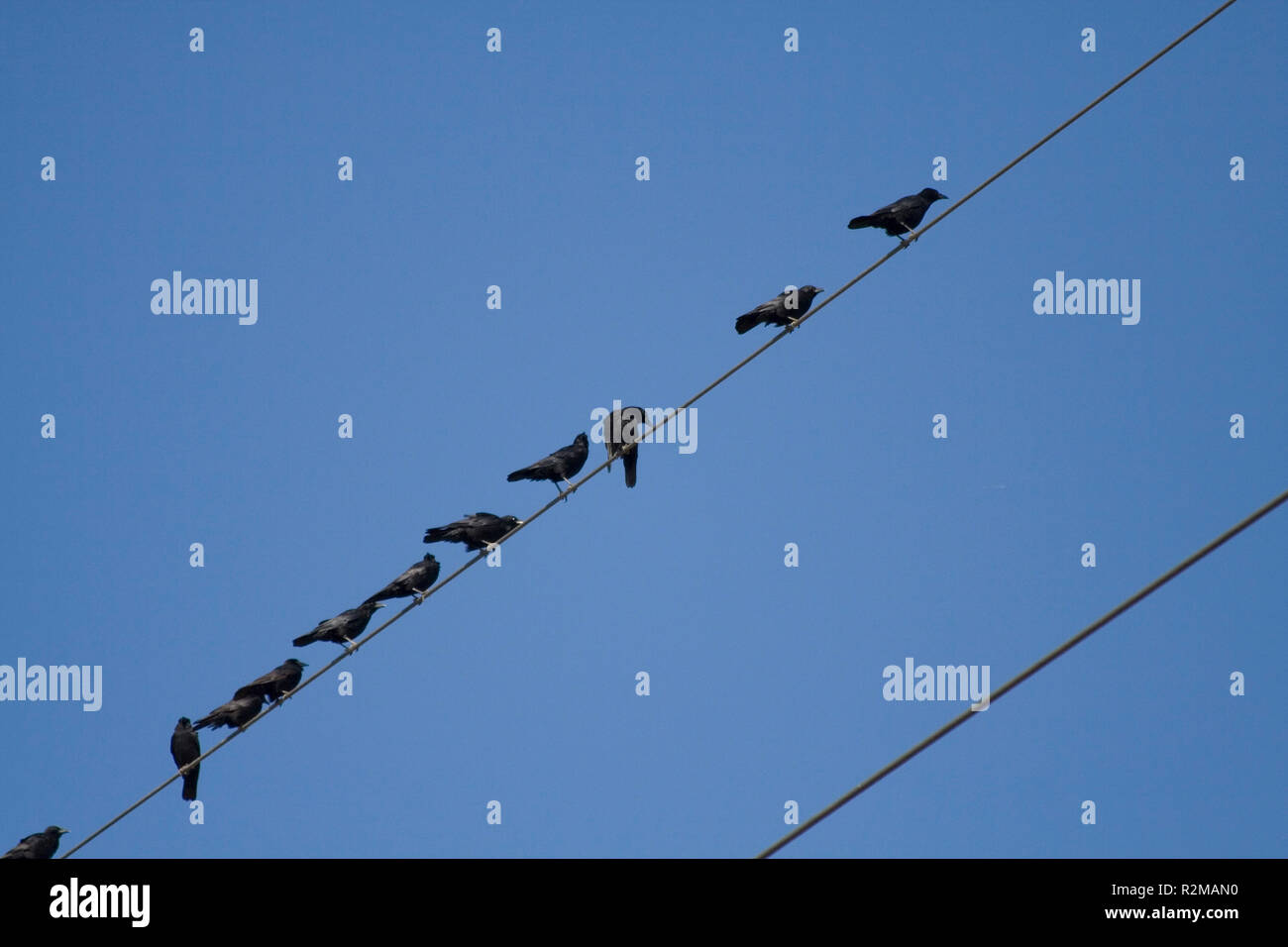 Power lines and ravens hi-res stock photography and images - Alamy