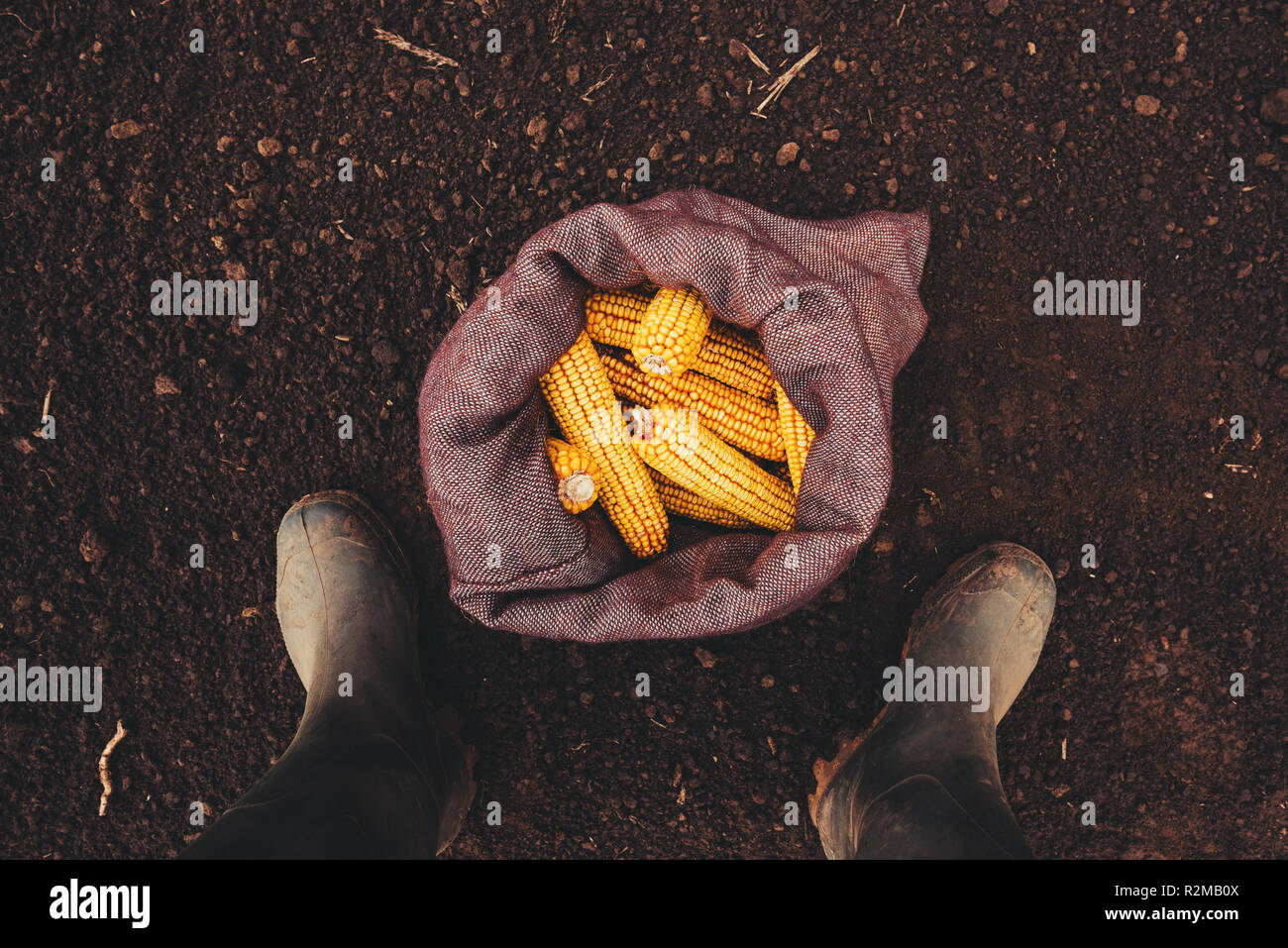 Farmer standing directly above harvested corn cobs in burlap sack, top ...
