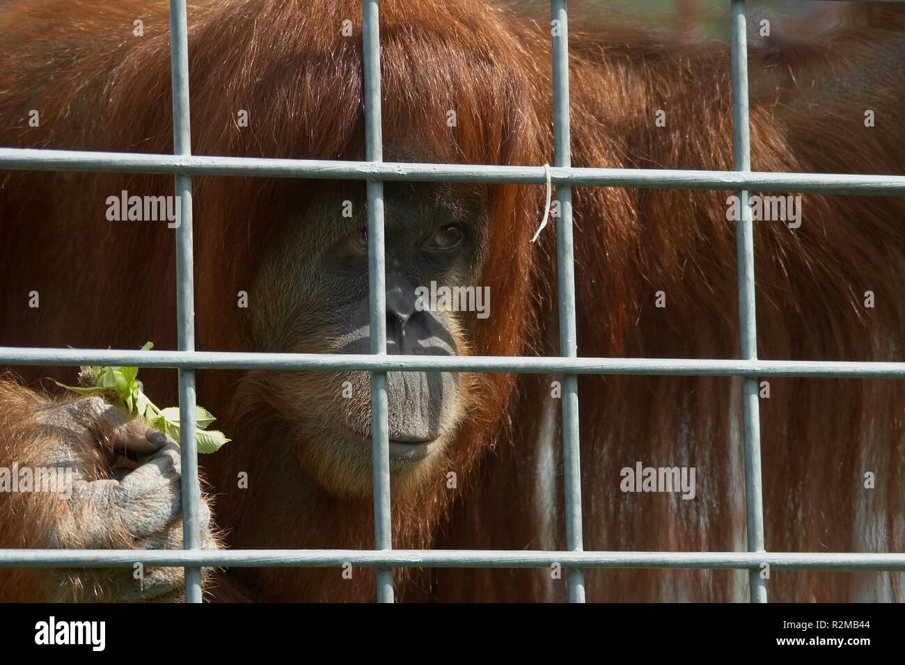 Waldmensch hi-res stock photography and images - Alamy