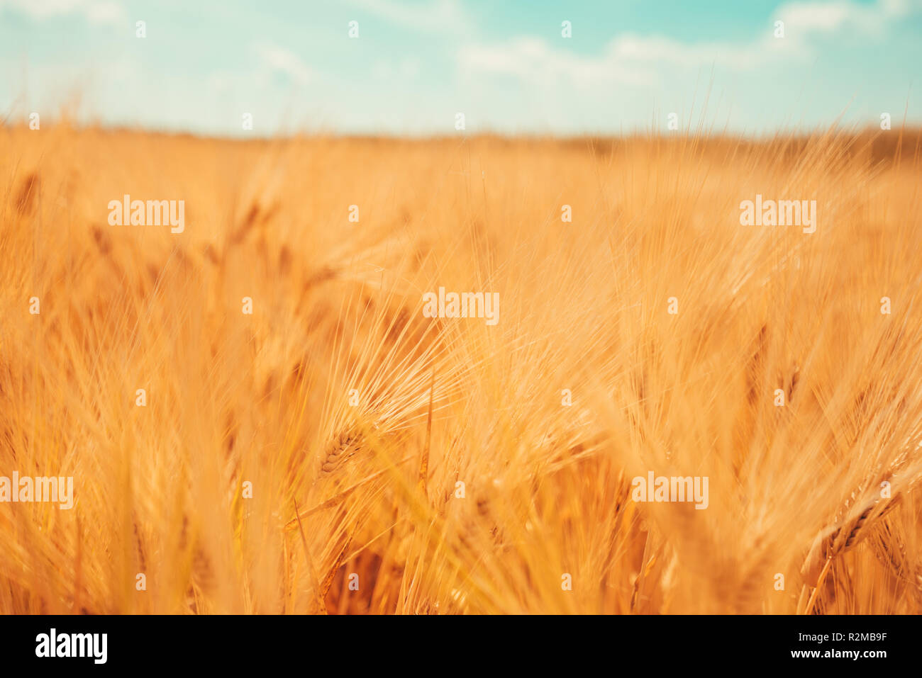 Golden barley crops field with ripe plants and beautiful sky beyond ...