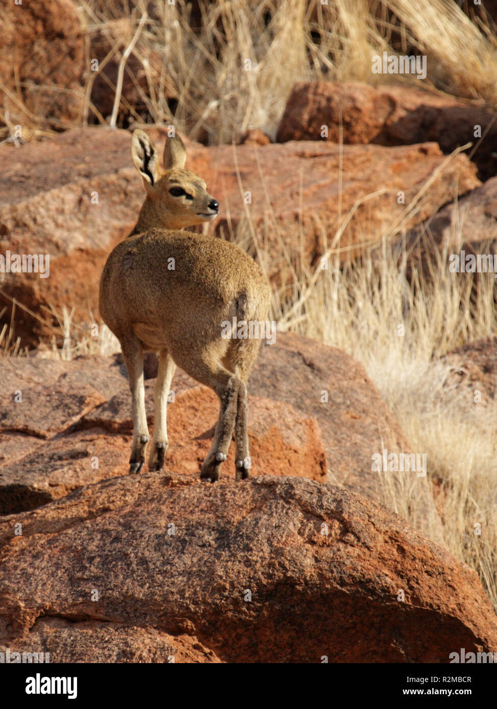 Klipspringer namibia hi-res stock photography and images - Alamy