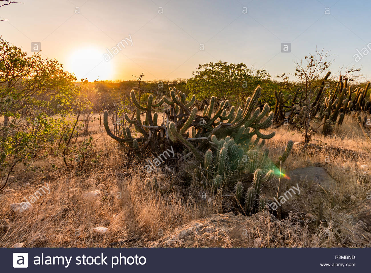 Caatinga Brazil Stock Photos & Caatinga Brazil Stock Images - Alamy