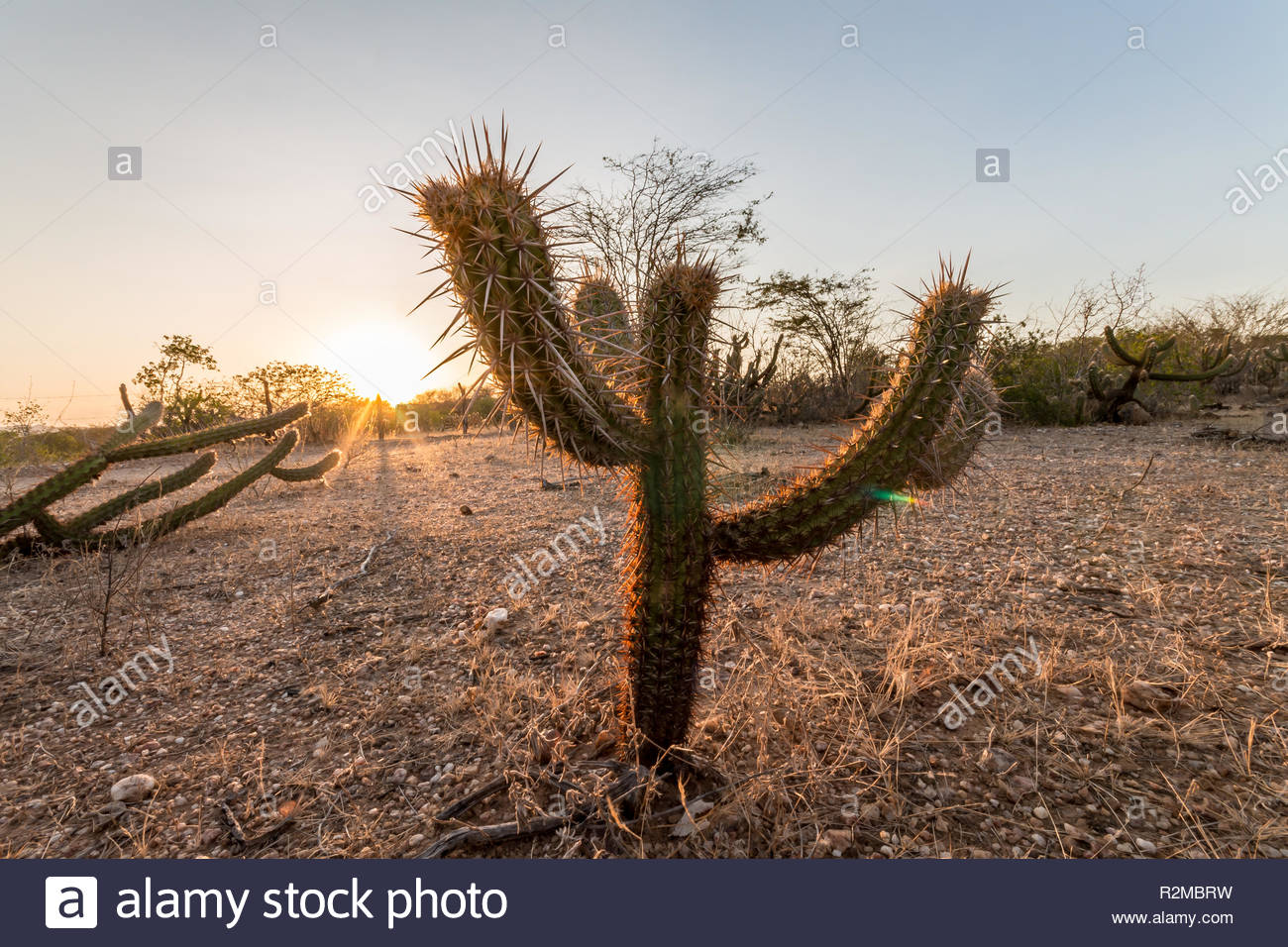 Caatinga Brazil Stock Photos & Caatinga Brazil Stock Images - Alamy