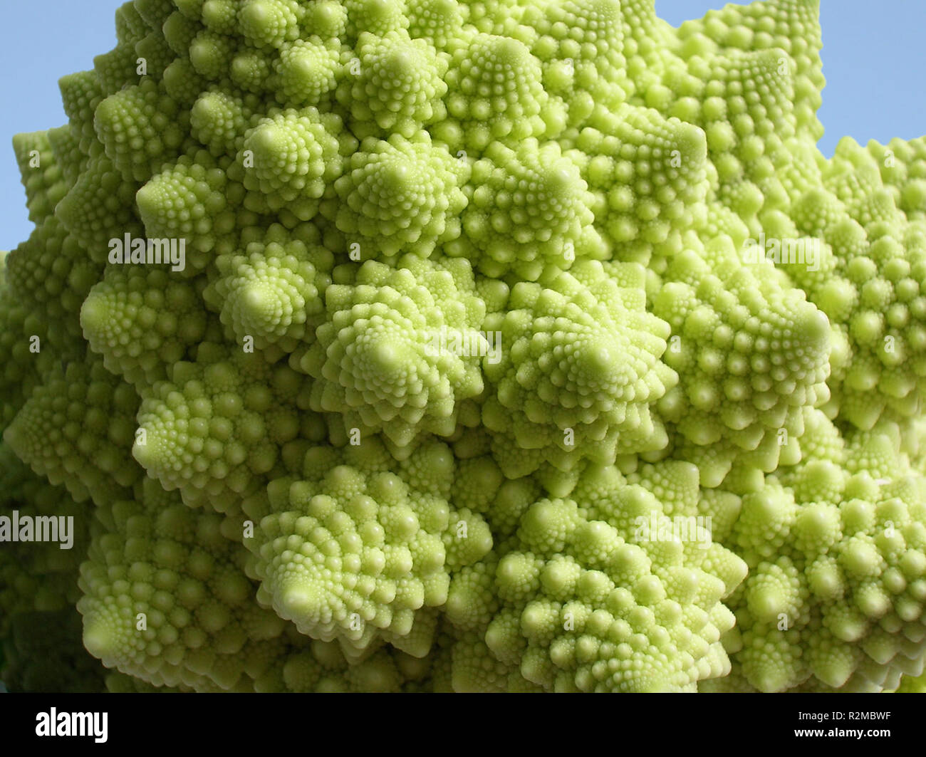 Fibonacci spiralen hi-res stock photography and images - Alamy