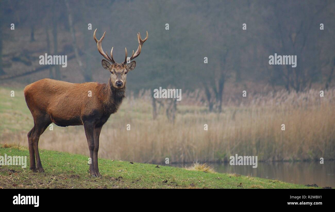 Chase red deer hi-res stock photography and images - Alamy
