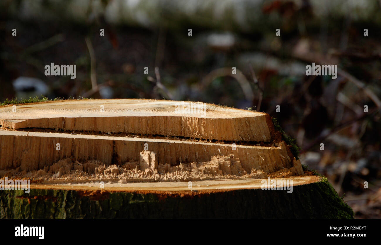 sawed-off tree trunk Stock Photo - Alamy