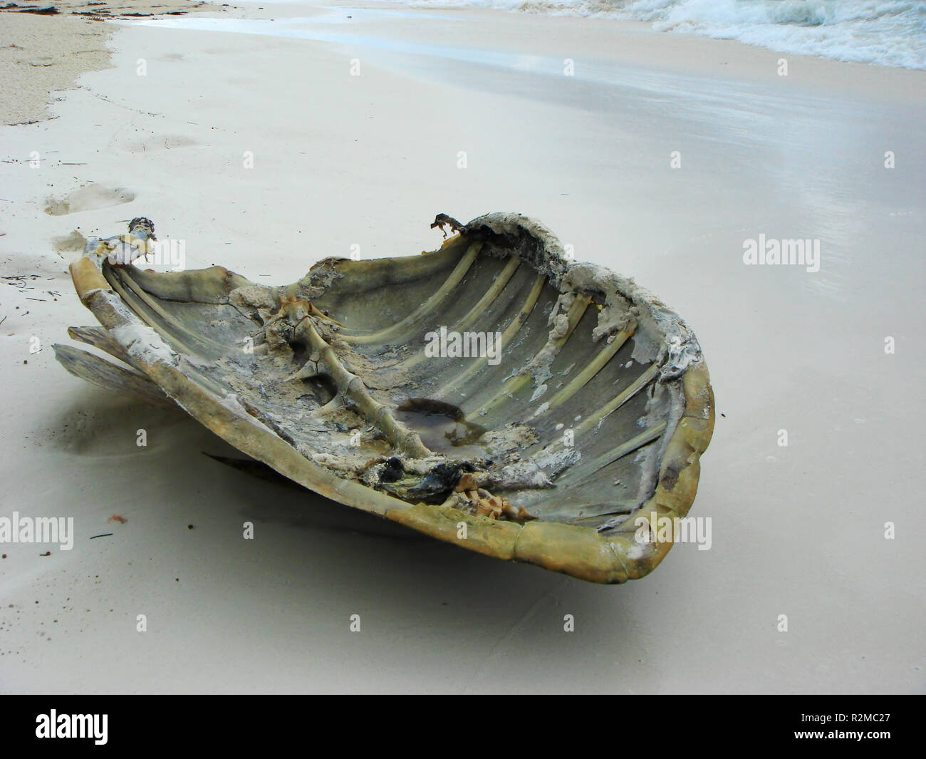 Armour shell hi-res stock photography and images - Alamy