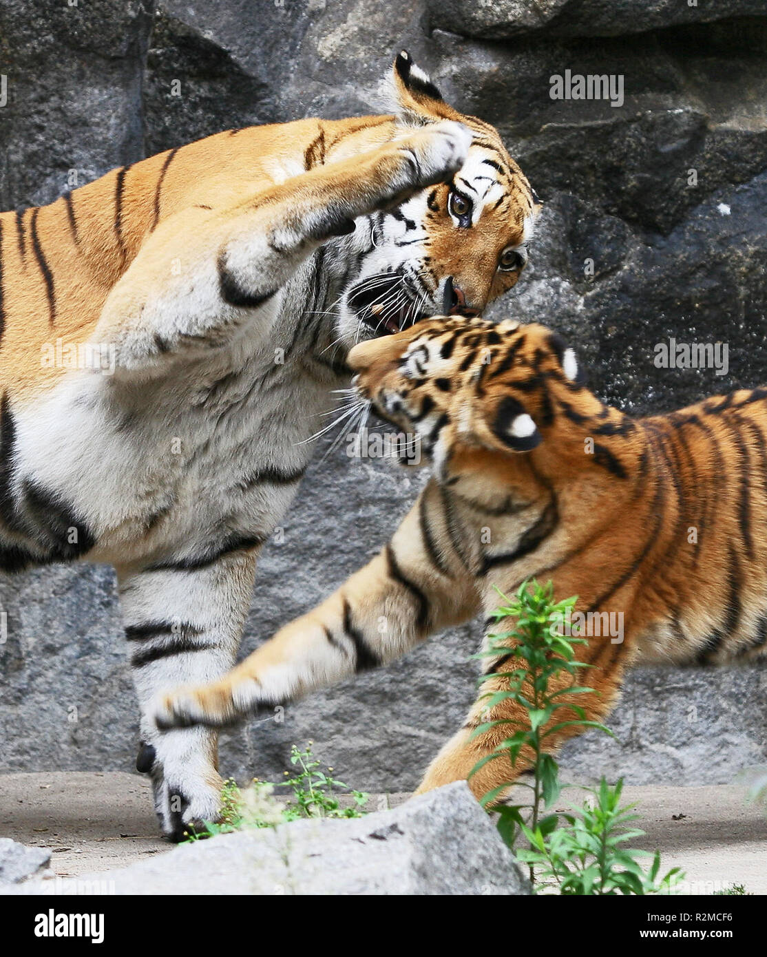 Tiger looking menacing hi-res stock photography and images - Alamy