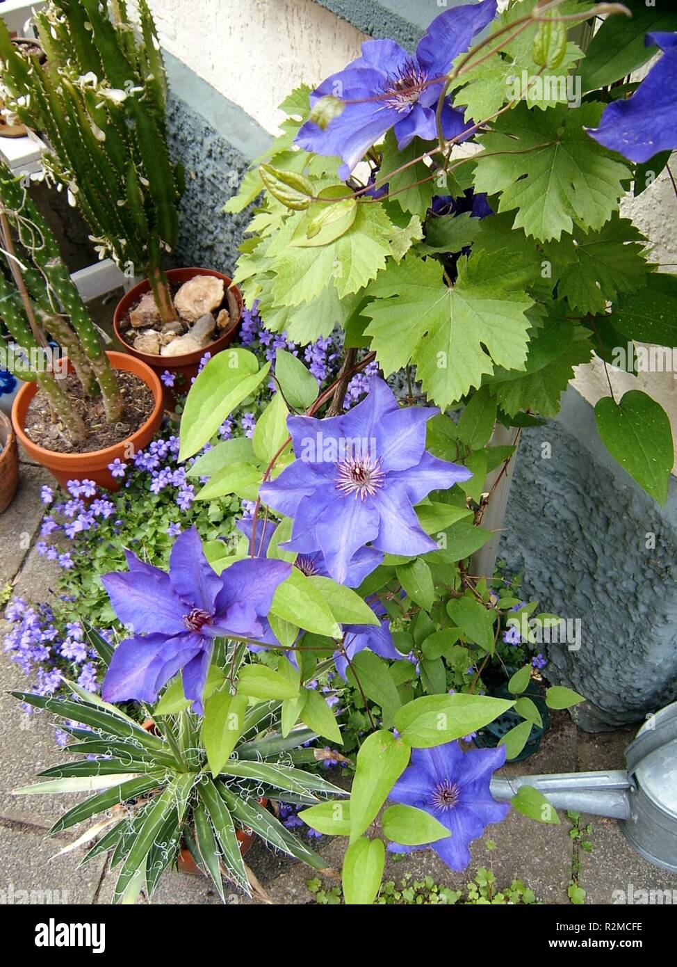 Clematis climbing wall flower hi-res stock photography and images - Alamy