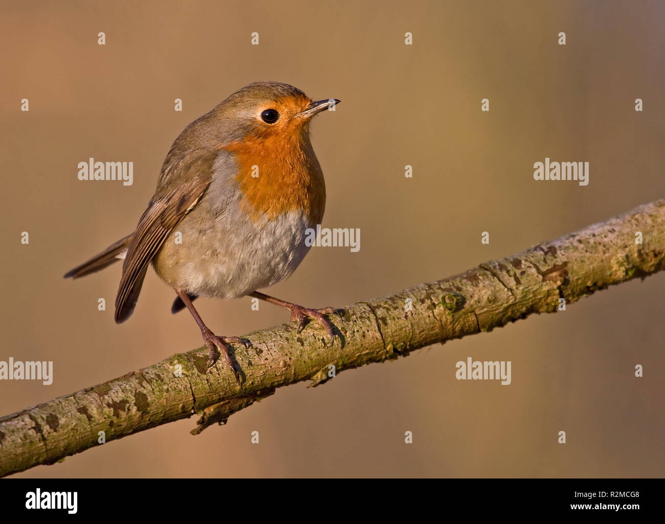 Peeking robin hi-res stock photography and images - Alamy