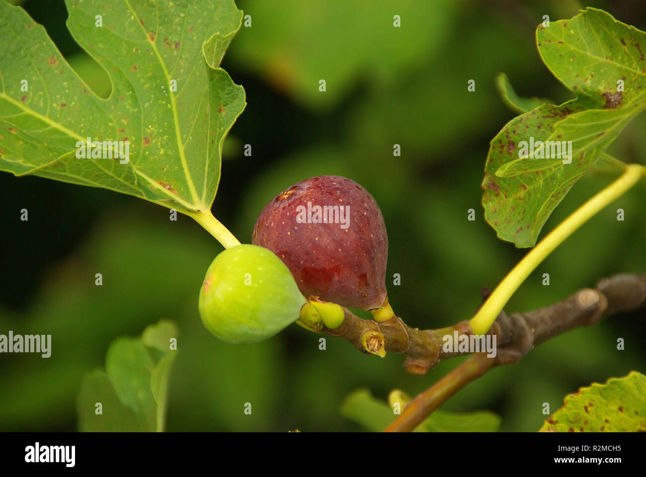 Barren fig tree hi-res stock photography and images - Alamy