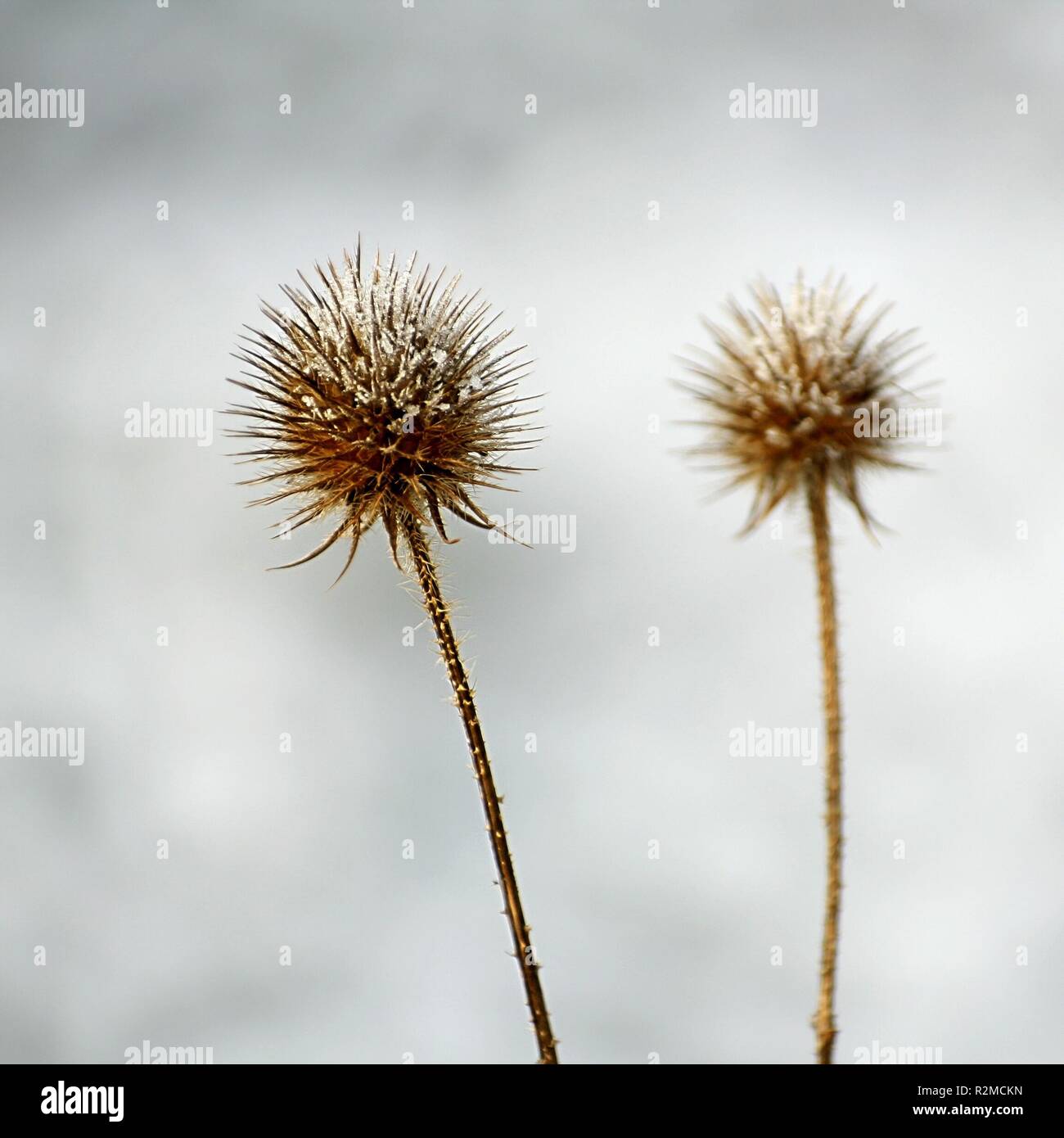 Prickly wild shrub hi-res stock photography and images - Alamy