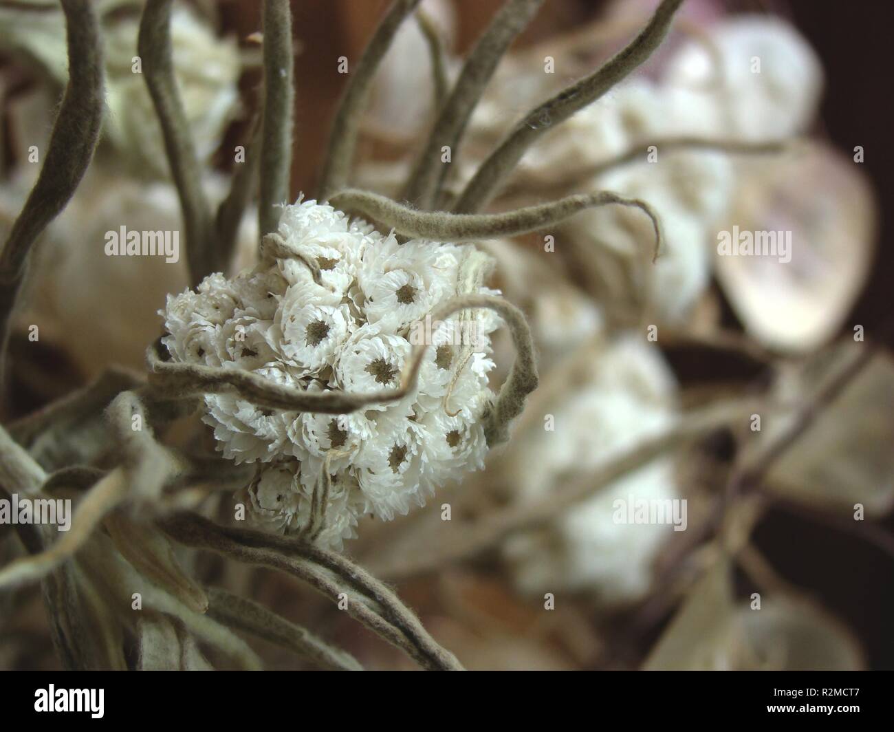 Short arms octopus hi-res stock photography and images - Alamy