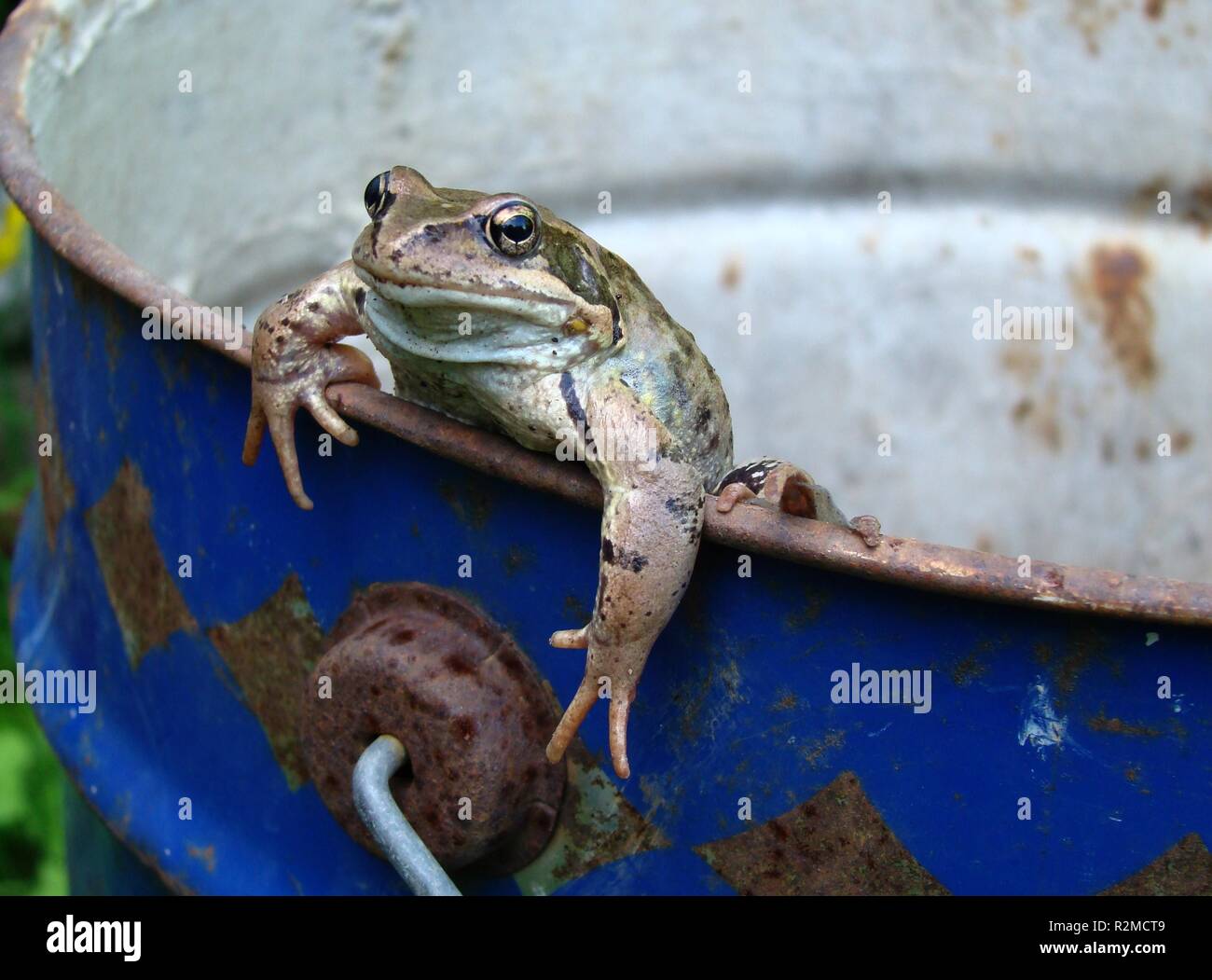 The frog and bucket hi-res stock photography and images - Alamy