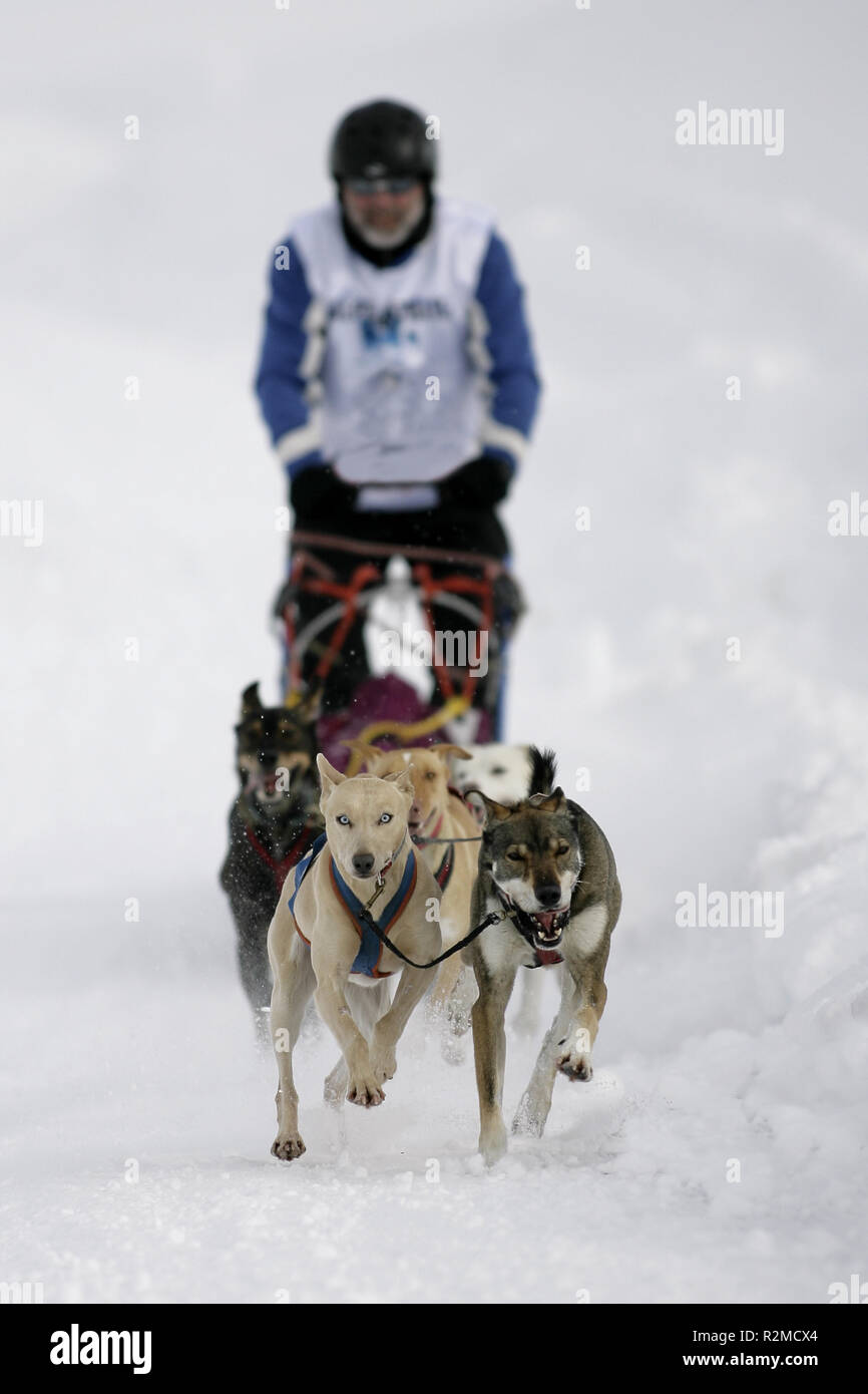 sled dog team Stock Photo - Alamy