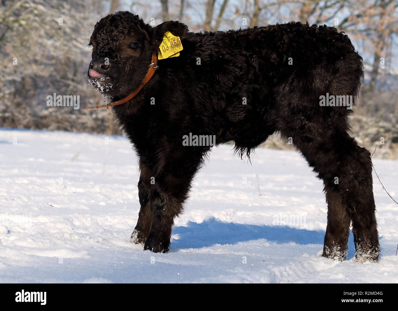 my first snow Stock Photo - Alamy