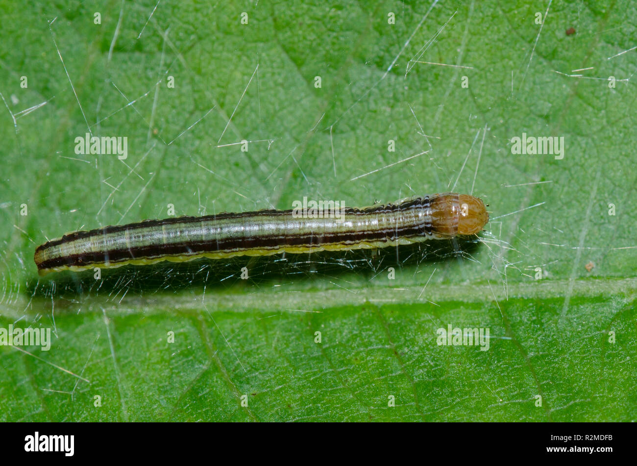 Zeller's Macalla, Macalla zelleri, larva on poison Ivy, Toxicodendron ...