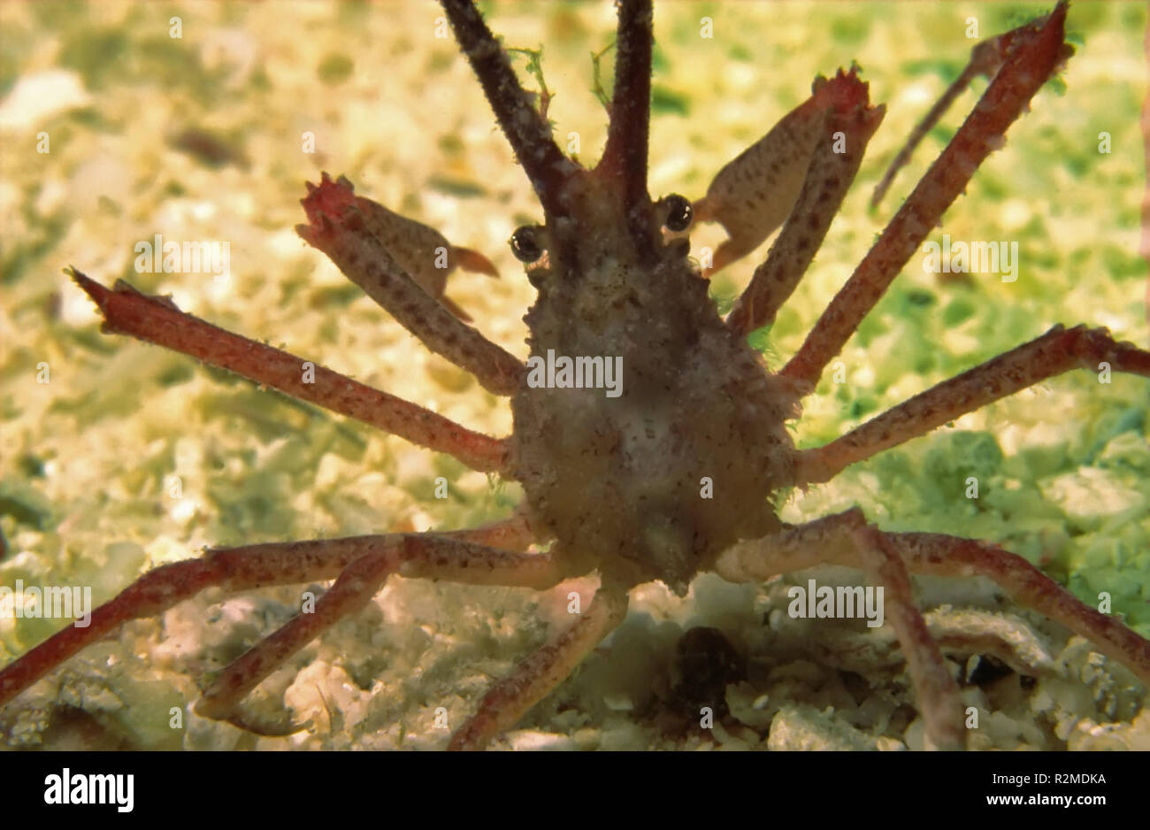 Seespinnen hi-res stock photography and images - Alamy