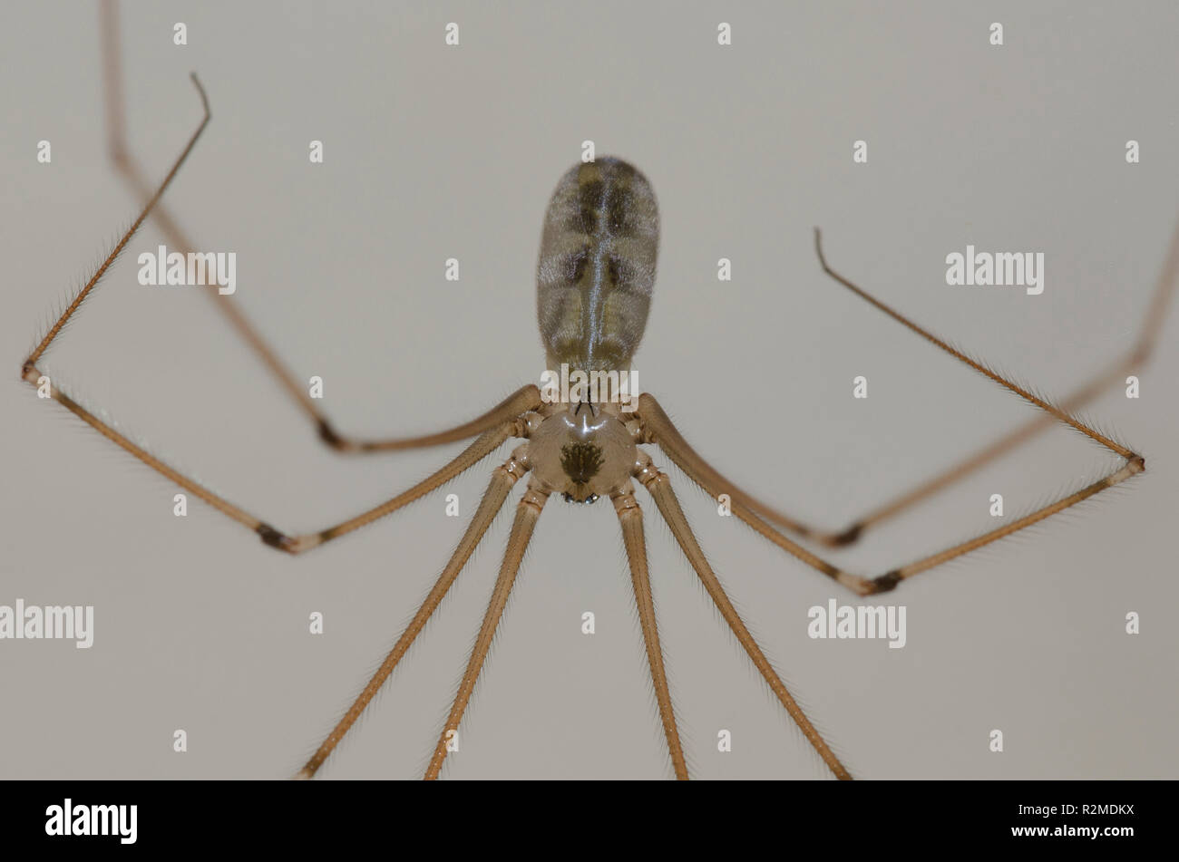 Cellar Spider, Pholcus sp., inside house Stock Photo - Alamy