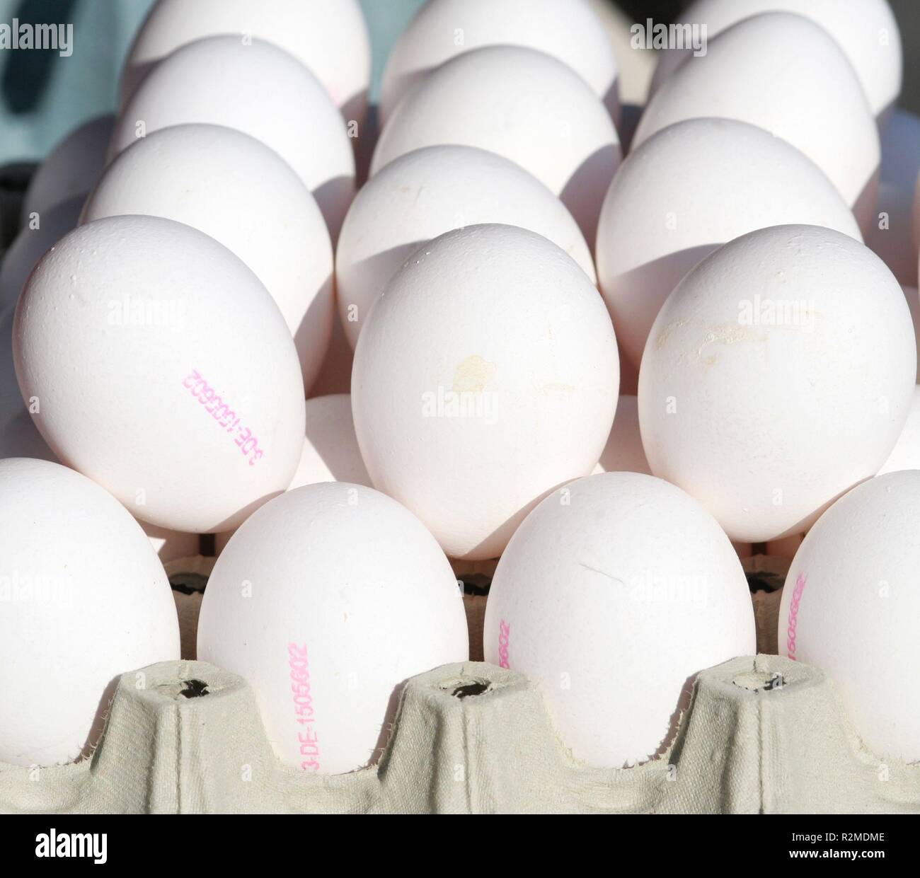 European chicken flea hi-res stock photography and images - Alamy