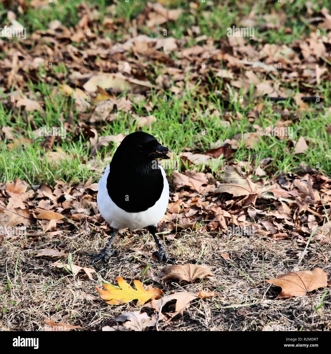 A close up of a Magpie Stock Photo - Alamy