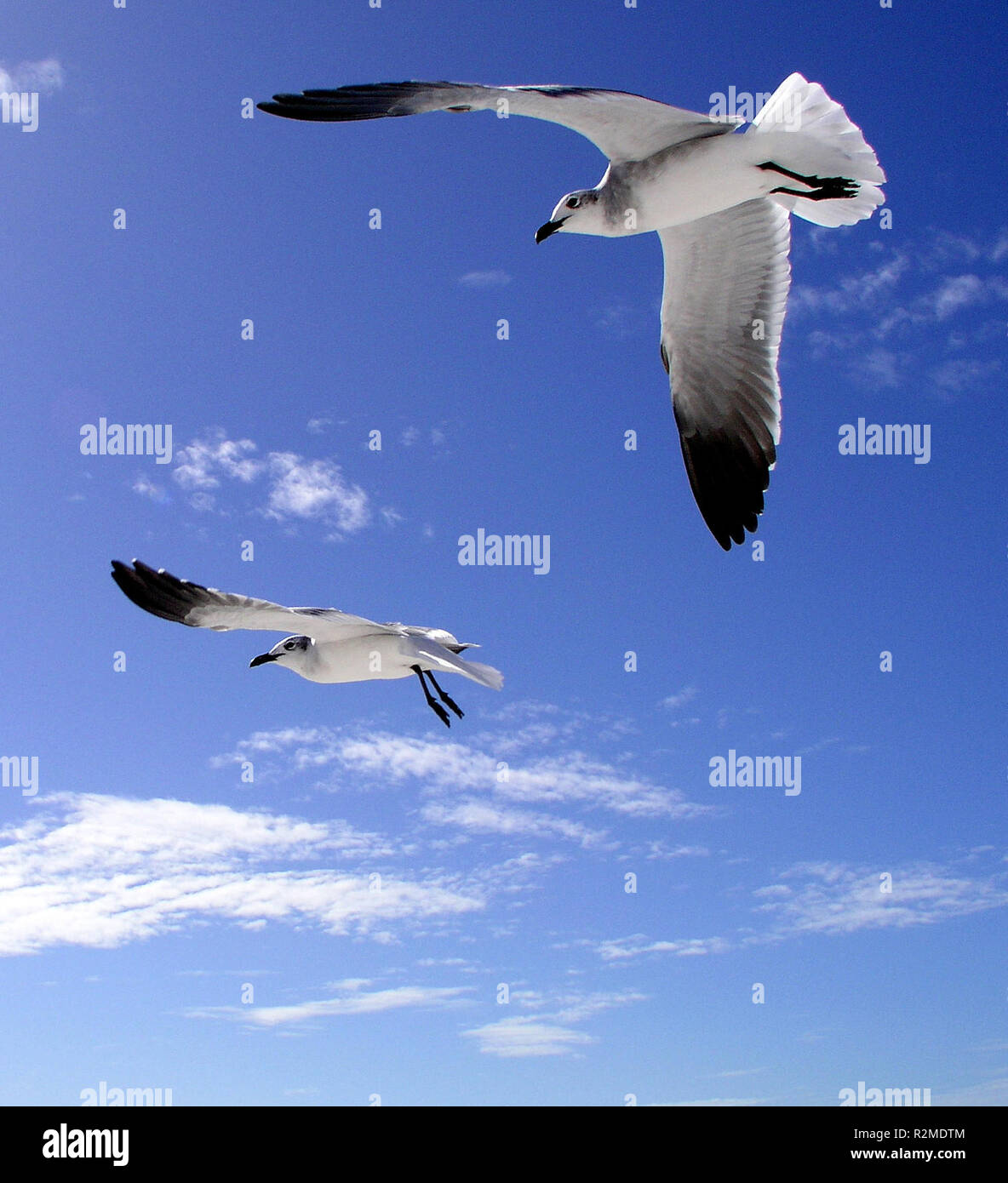 Ease gulls bird hi-res stock photography and images - Alamy