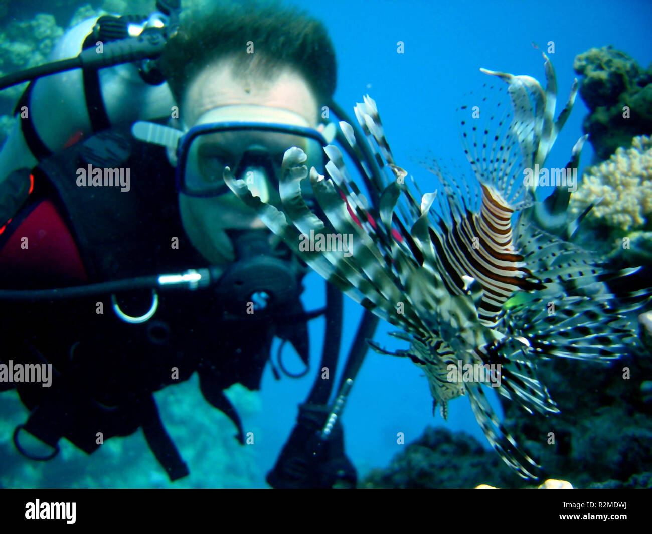 diving with a lionfish Stock Photo - Alamy