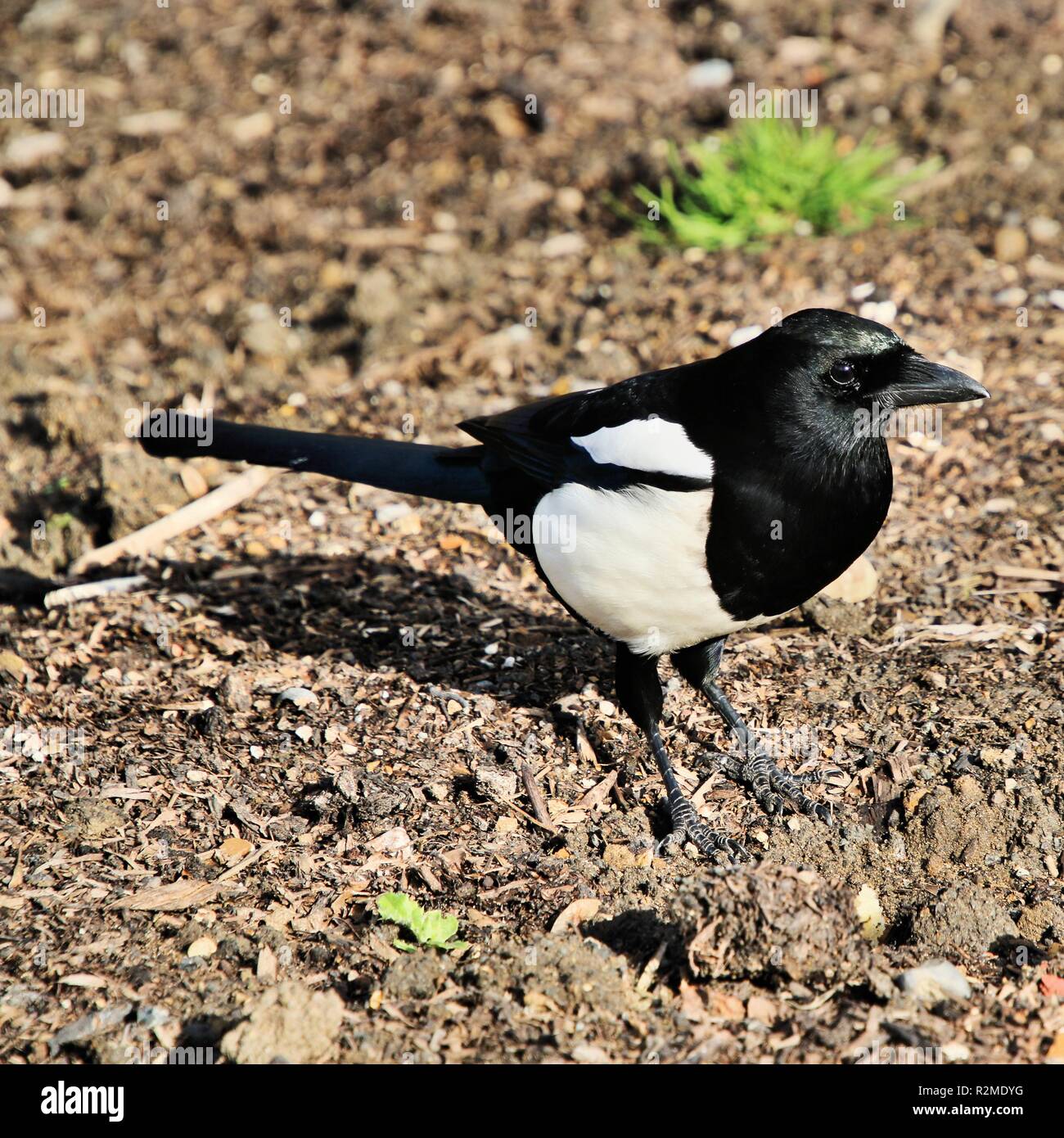A close up of a Magpie Stock Photo - Alamy