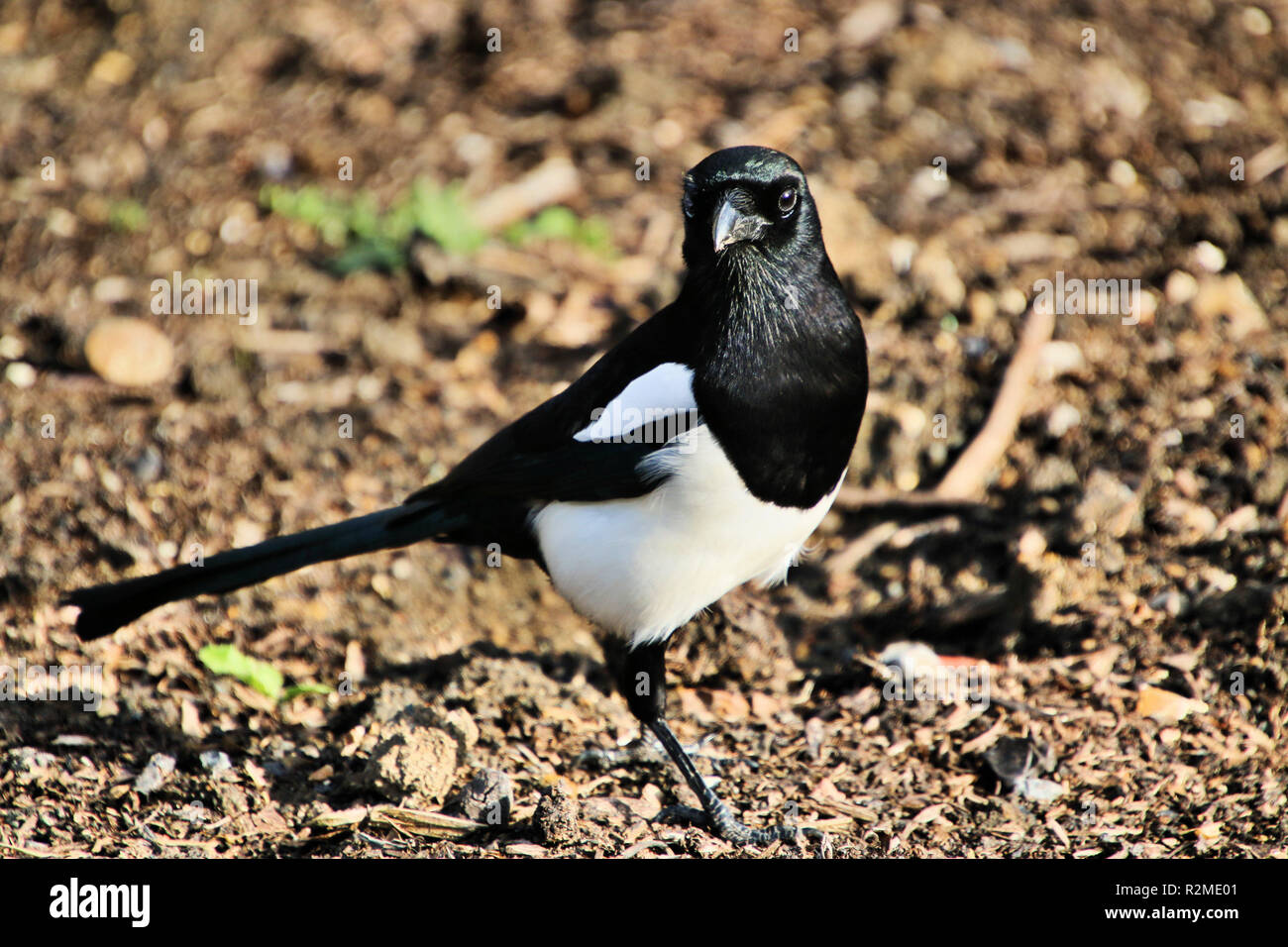 A close up of a Magpie Stock Photo - Alamy