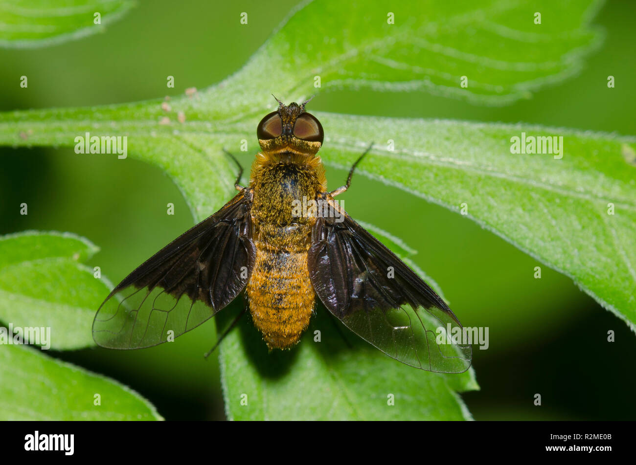 Cypris High Resolution Stock Photography and Images - Alamy