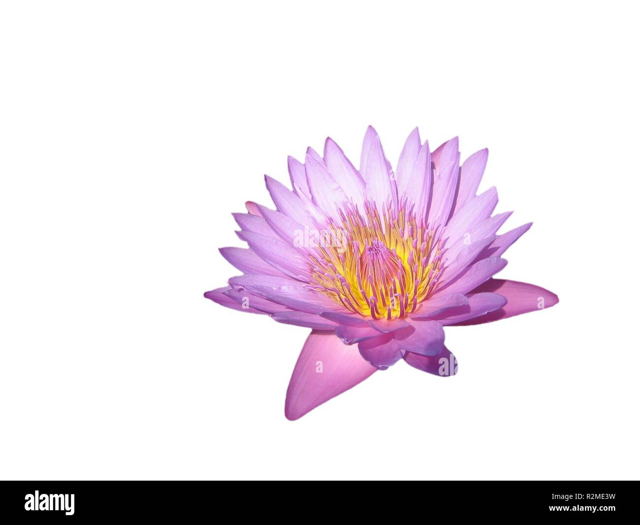 Lake water lily Cut Out Stock Images & Pictures - Alamy