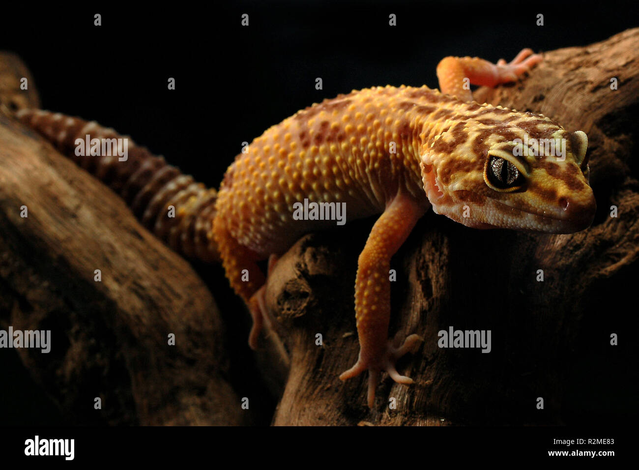 Gecko and (climb or climbs or climbing) hi-res stock photography and ...