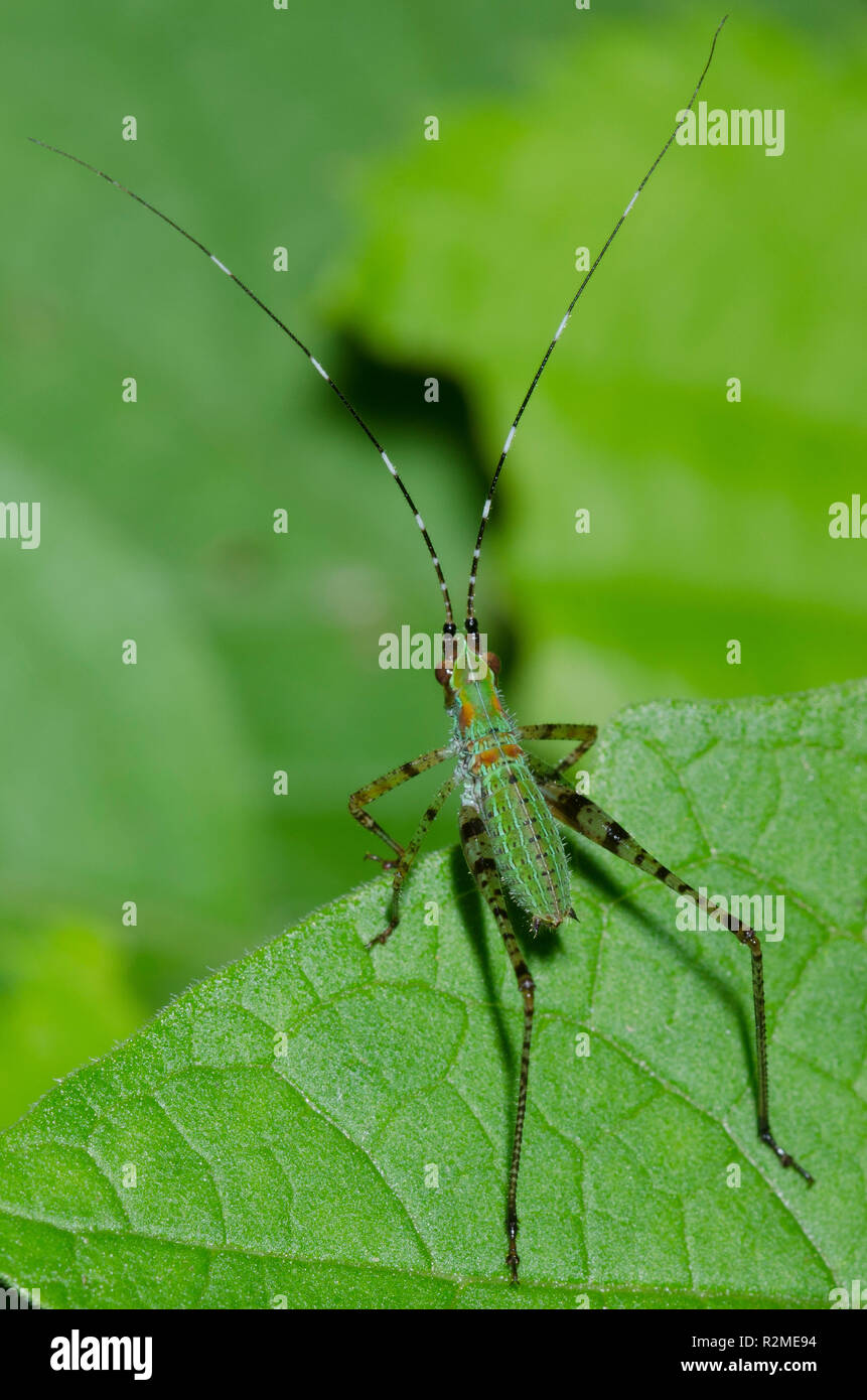 Katydid tettigoniidae nymph hi-res stock photography and images - Alamy