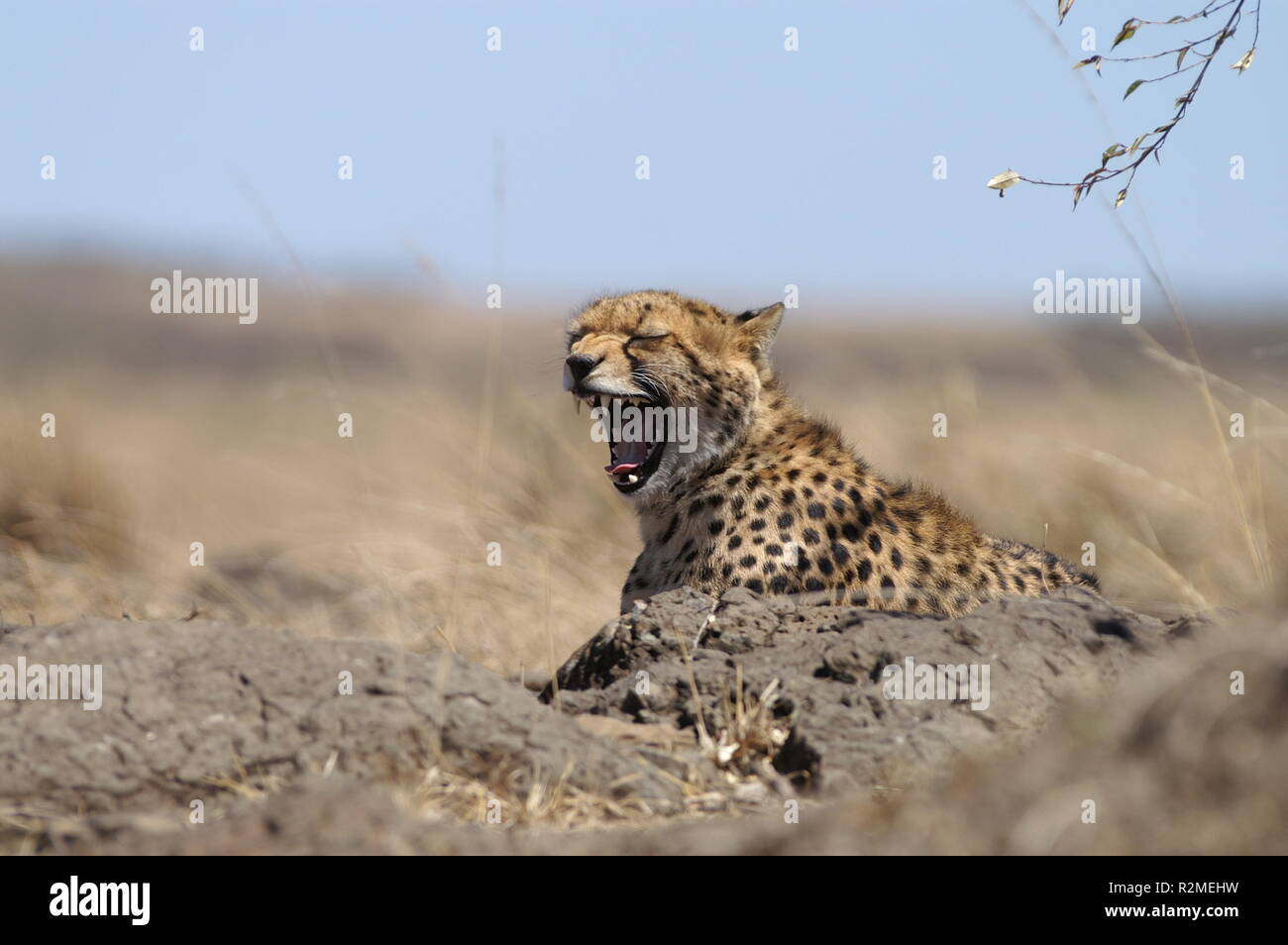 cheetah with open mouth Stock Photo - Alamy