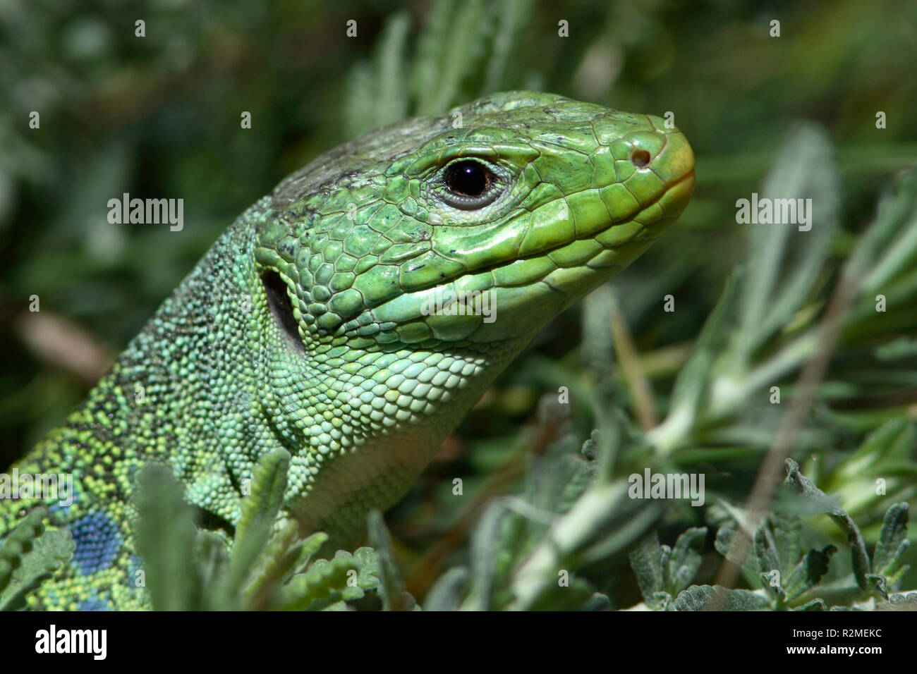 Green lizard emerald lizard lacerta hi-res stock photography and images ...