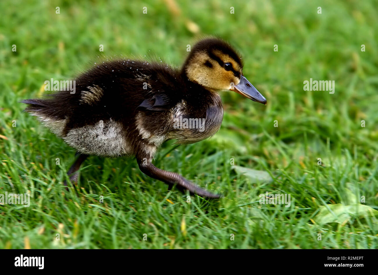 Fritze flink hi-res stock photography and images - Alamy