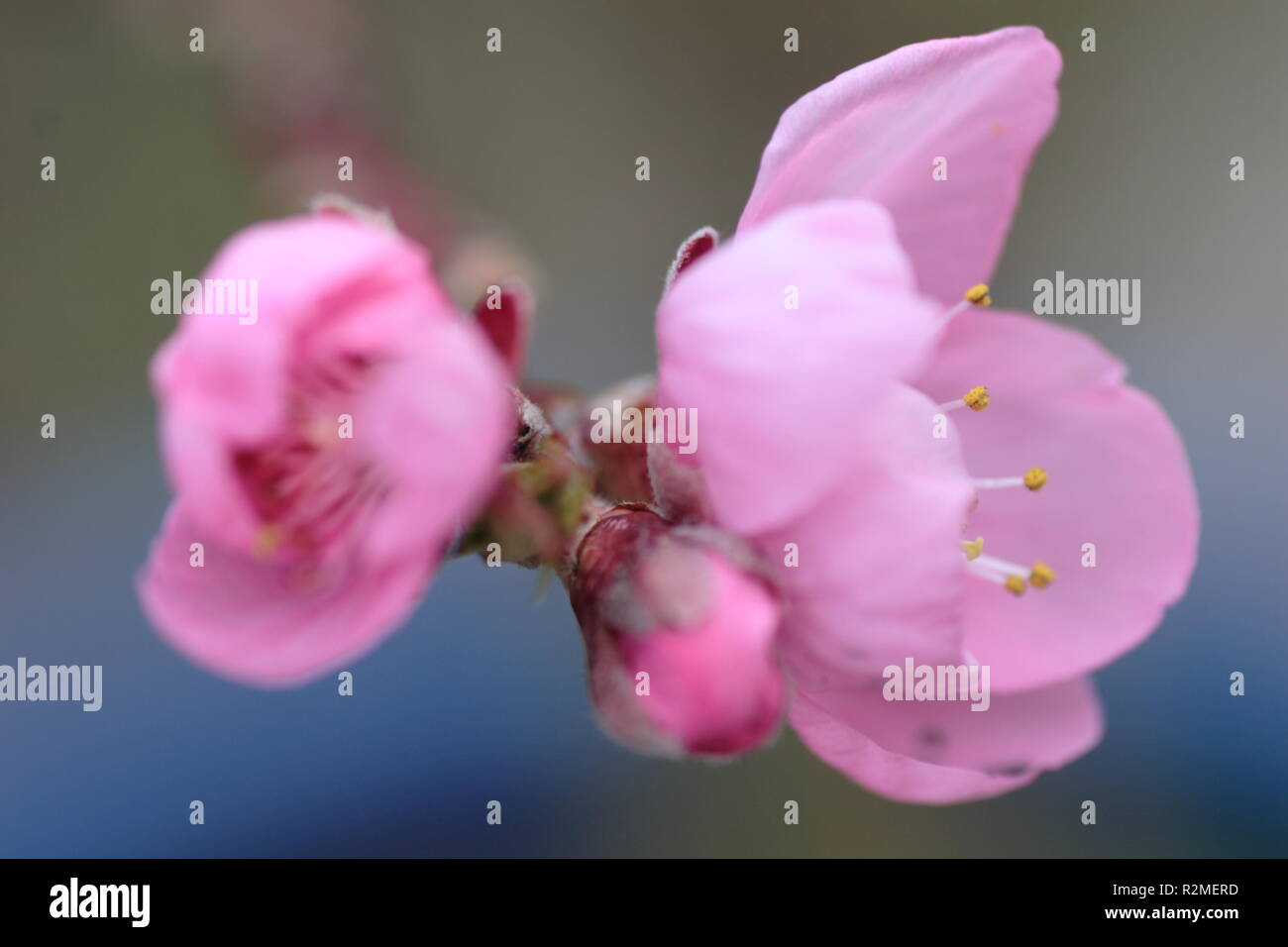 Zwergstamm hi-res stock photography and images - Alamy