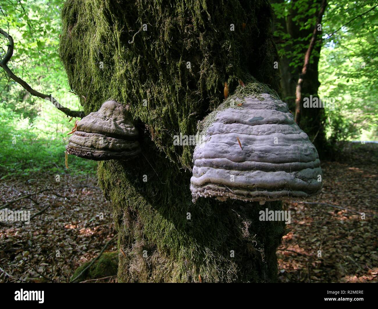 Befallen hi-res stock photography and images - Alamy